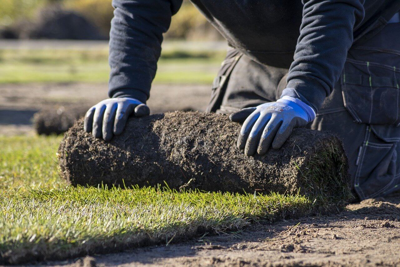 Kentucky Bluegrass Sod: The Perfect Choice For Calgarians - Bulk Direct ...